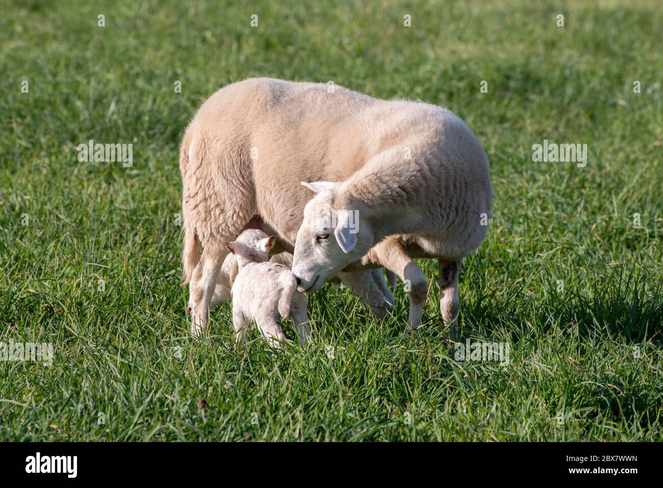 Nursing sheep hi-res stock photography and images - Alamy