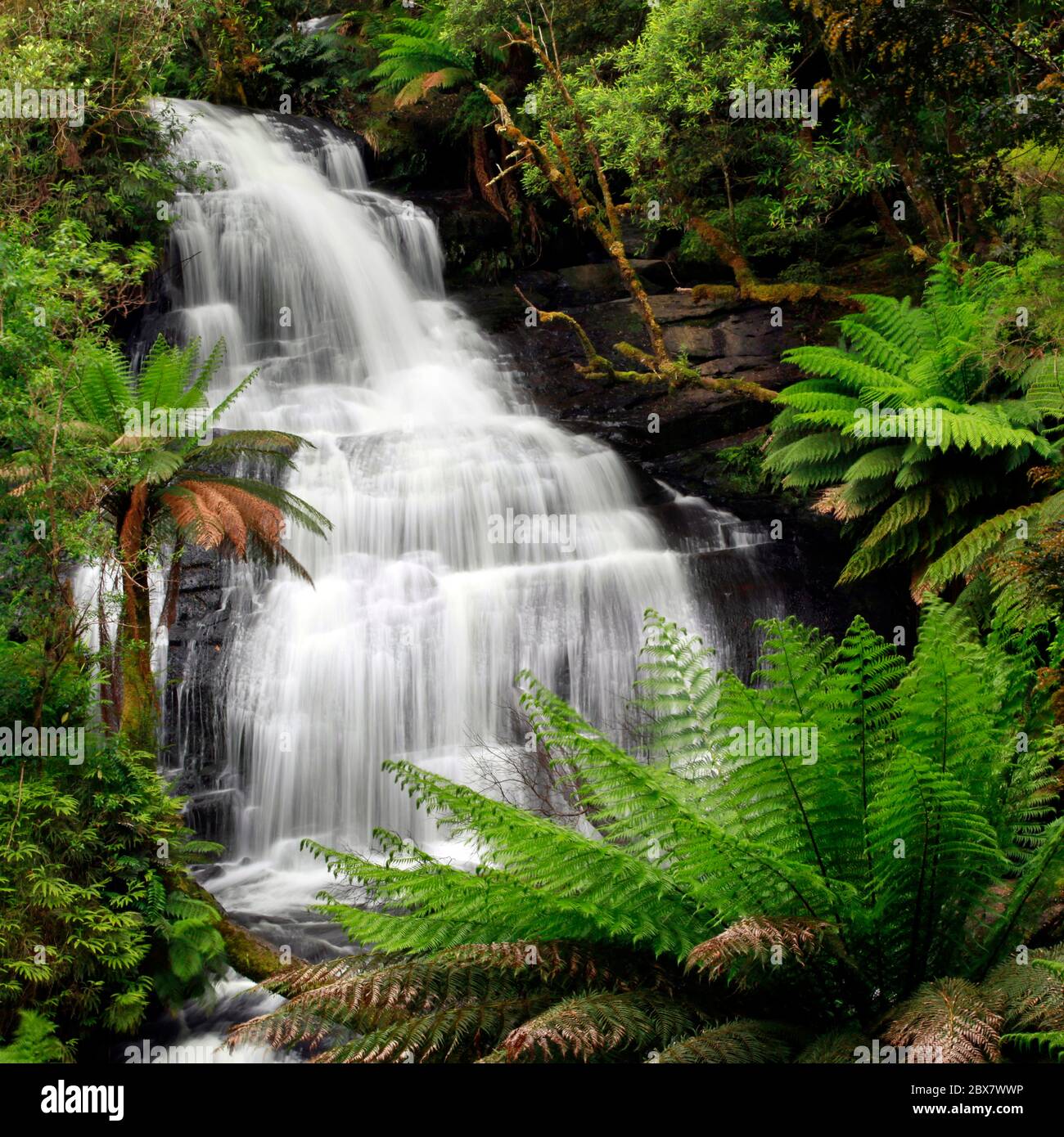 Otway ranges hi-res stock photography and images - Alamy