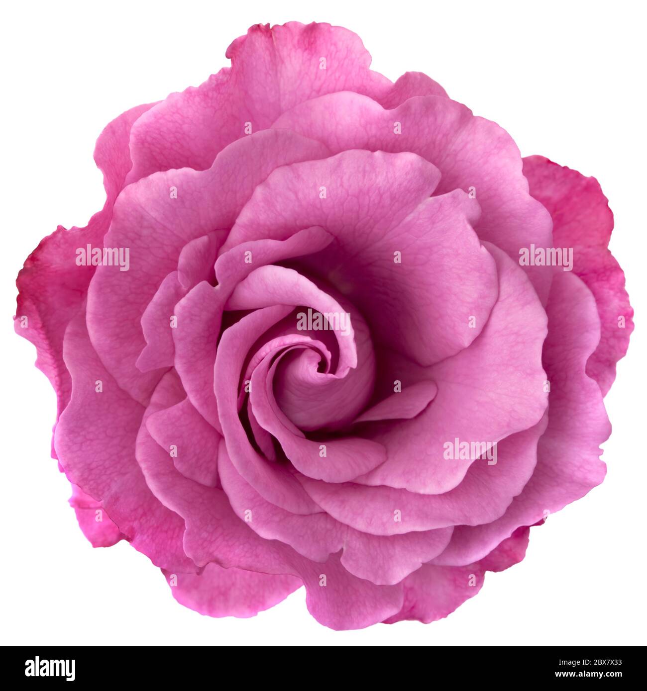Rose hued background Cut Out Stock Images & Pictures - Alamy