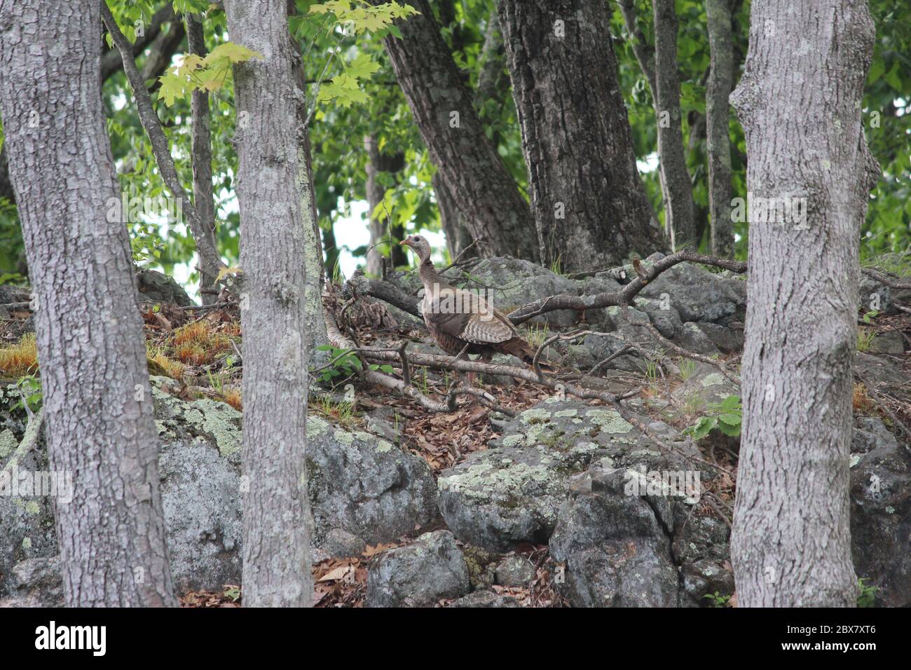 Turkey in the forest hi-res stock photography and images - Alamy