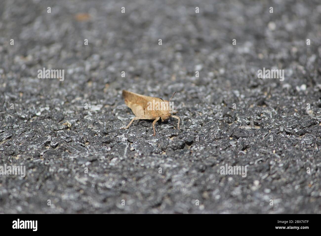 Grasshopper on asphalt Stock Photo - Alamy