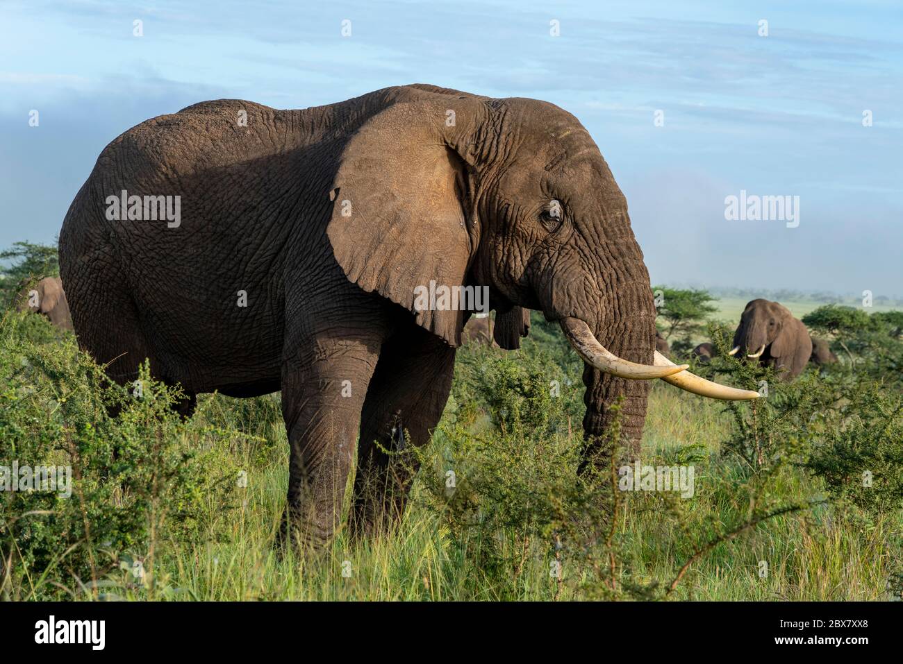 Tanzania elephant national park hi-res stock photography and images - Alamy