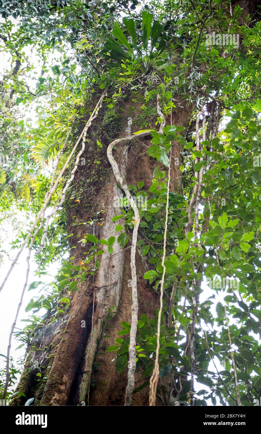 rainforest tree with vines competing for light, water and nitrogen ...
