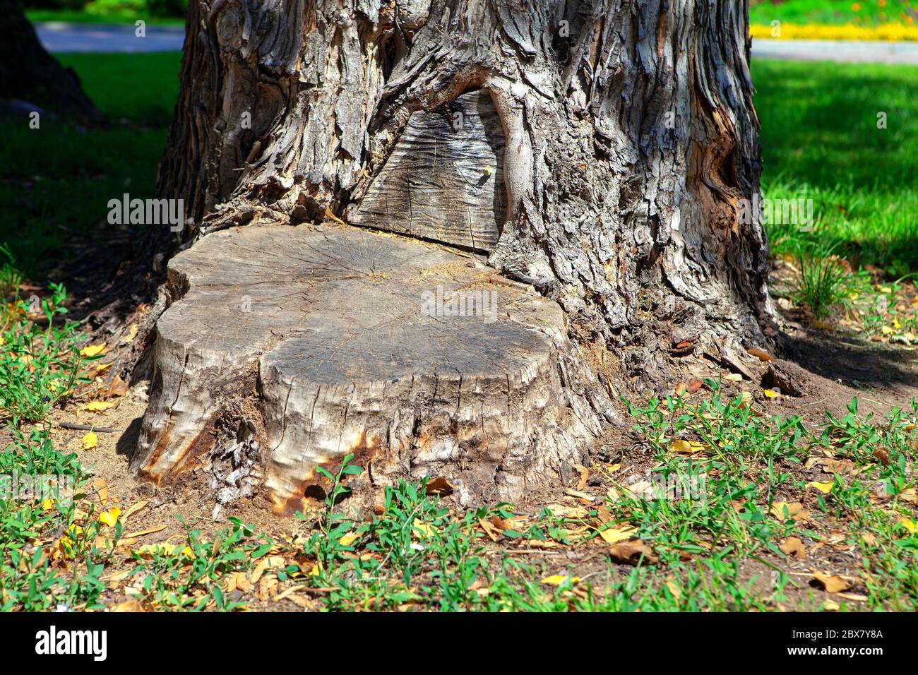 Old tree cutaway hi-res stock photography and images - Alamy
