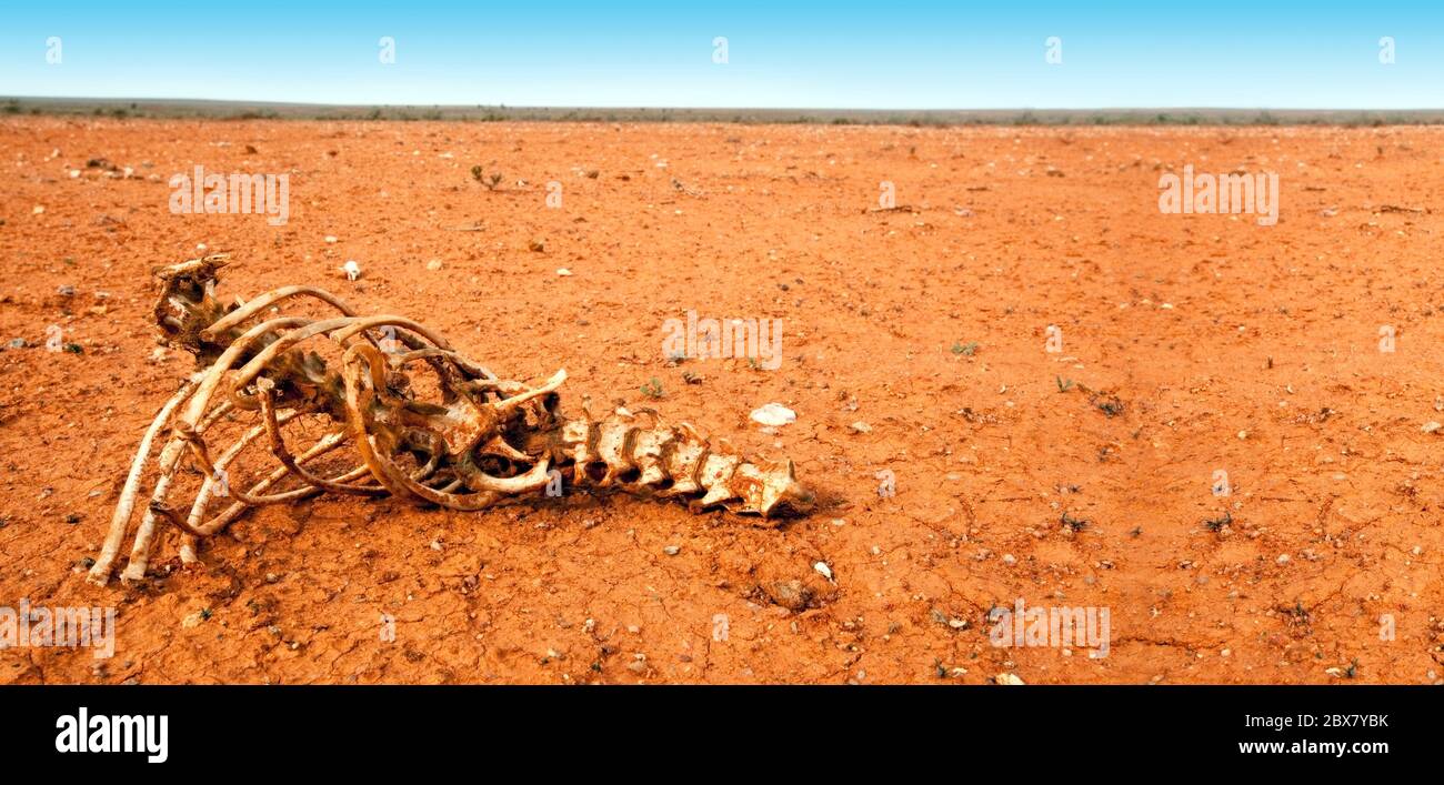 Animal skeleton in arid red desert. Outback New South Wales, Australia ...