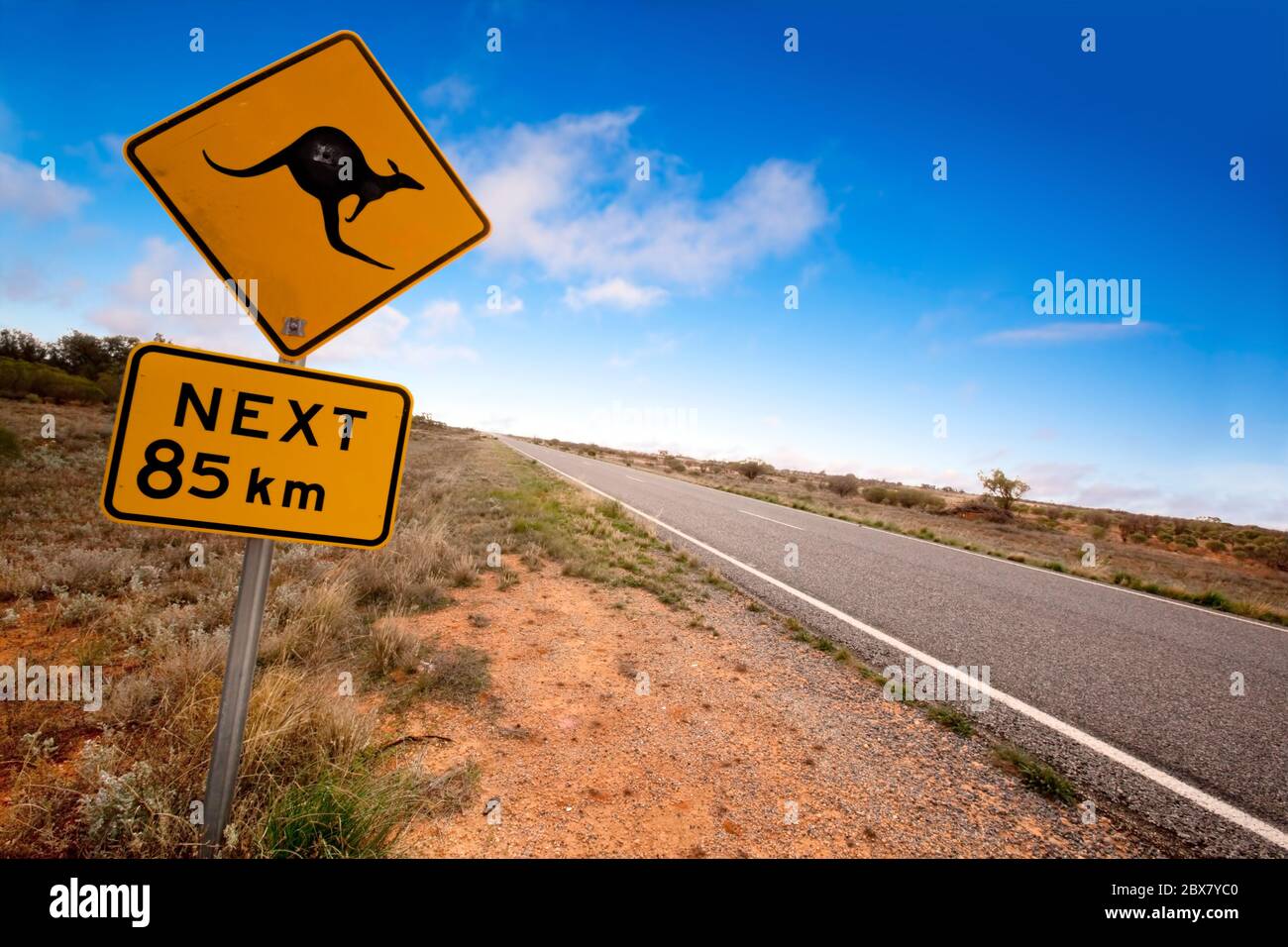Kangaroo Australia Outback
