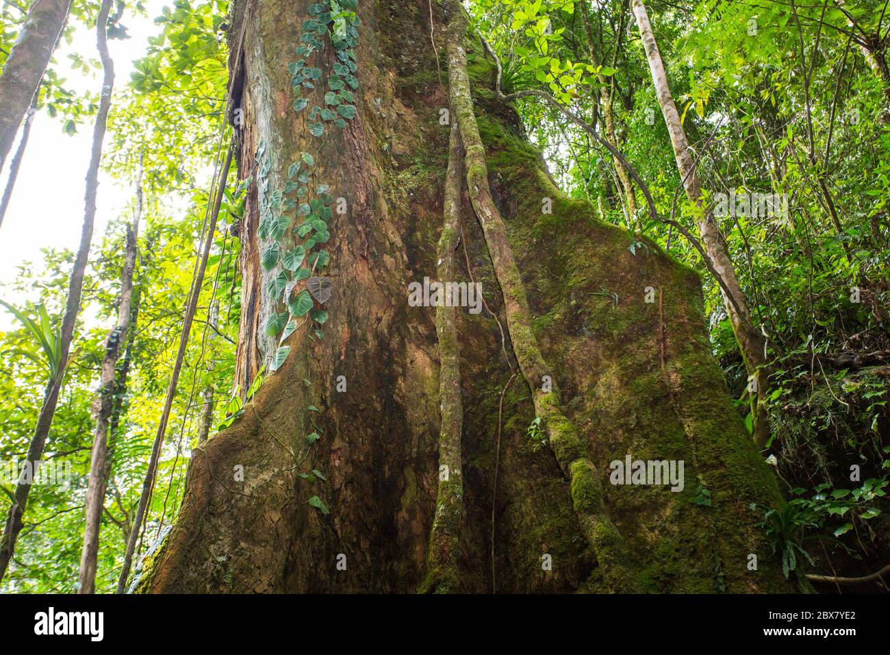 rainforest tree with vines competing for light, water and nitrogen ...