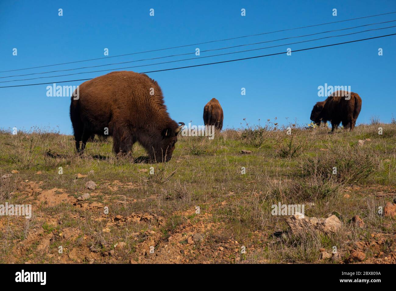 Bison cliff hi-res stock photography and images - Alamy