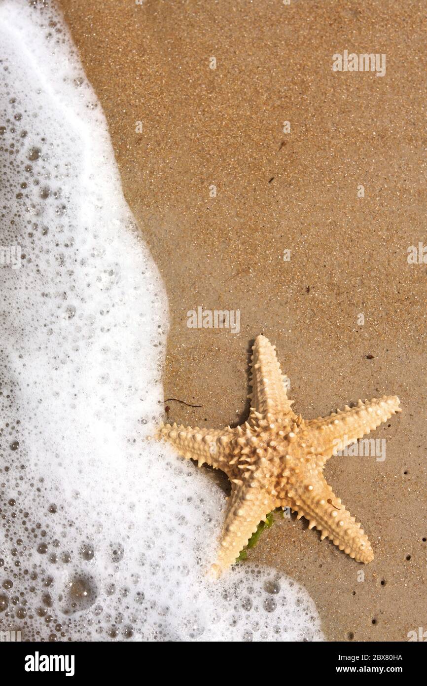Lots of starfish hi-res stock photography and images - Alamy