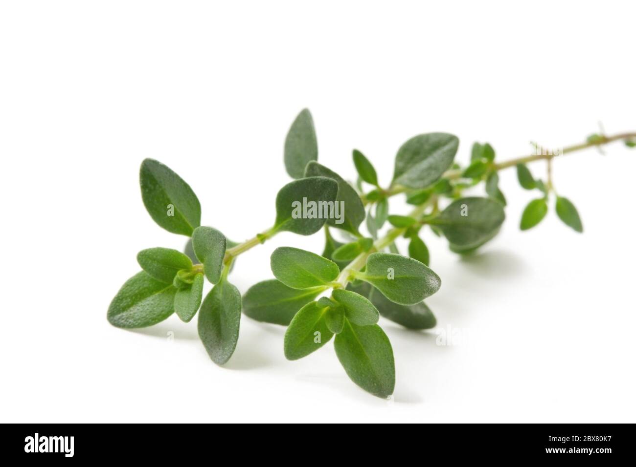 Thyme sprig hi-res stock photography and images - Alamy