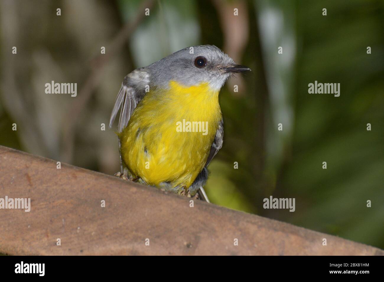 Eastern Yellow Robin, small Australian bush bird, in the forest in ...