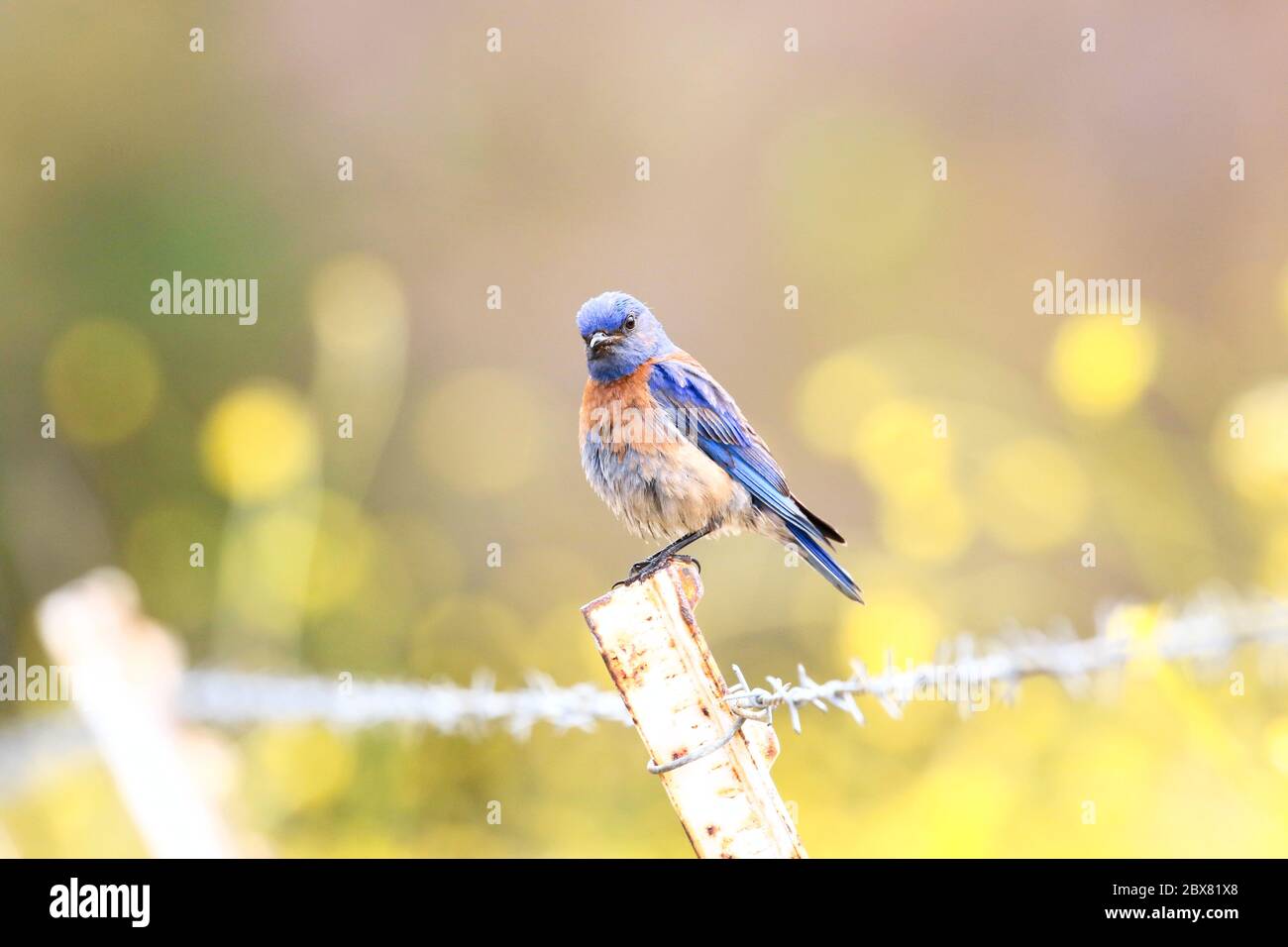 Baby bluebirds hi-res stock photography and images - Alamy