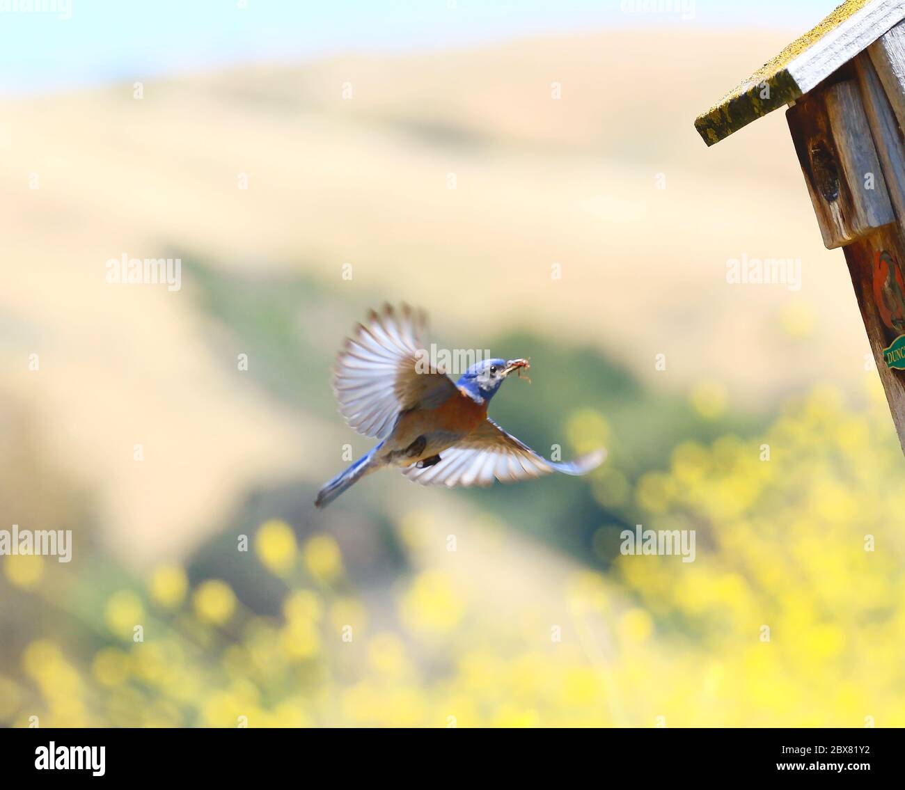 Baby bluebirds hi-res stock photography and images - Alamy