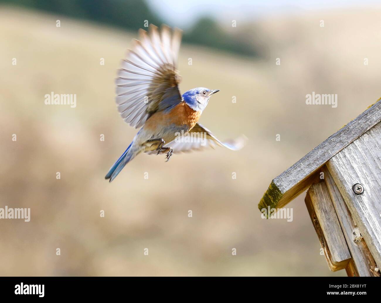 Baby bluebirds hi-res stock photography and images - Alamy