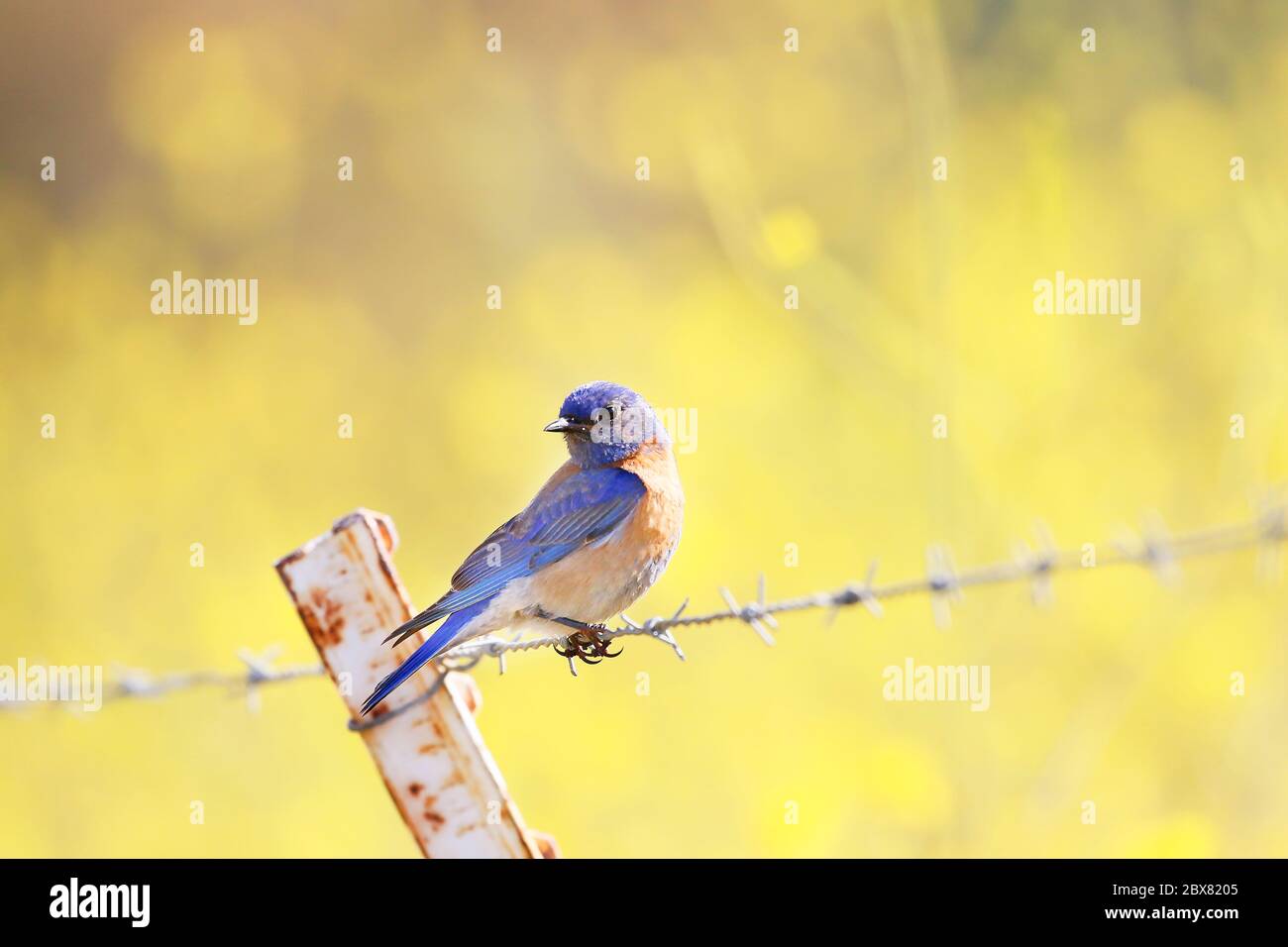 Baby bluebirds hi-res stock photography and images - Alamy
