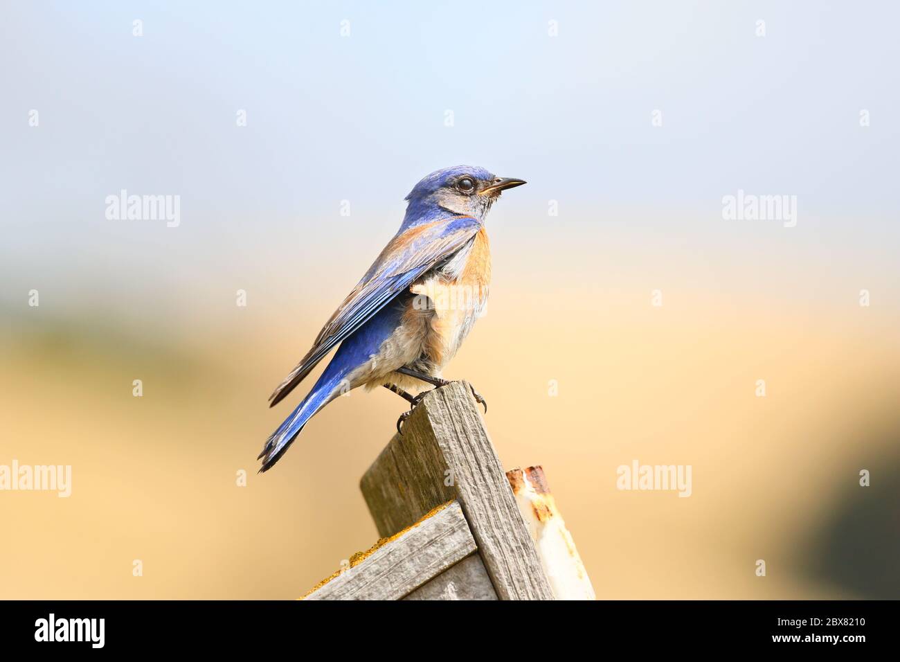 Baby bluebirds hi-res stock photography and images - Alamy