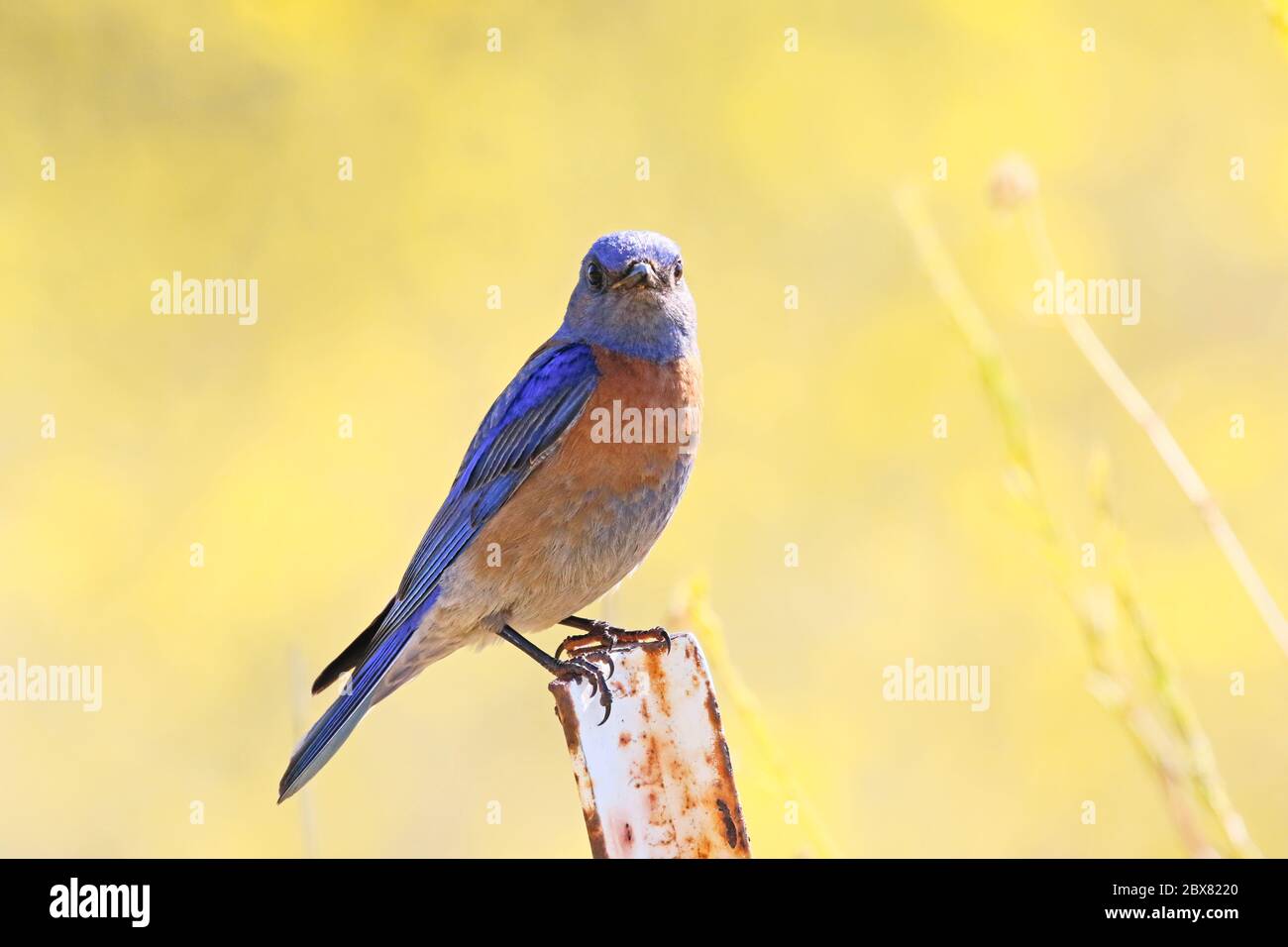 Baby bluebirds hi-res stock photography and images - Alamy