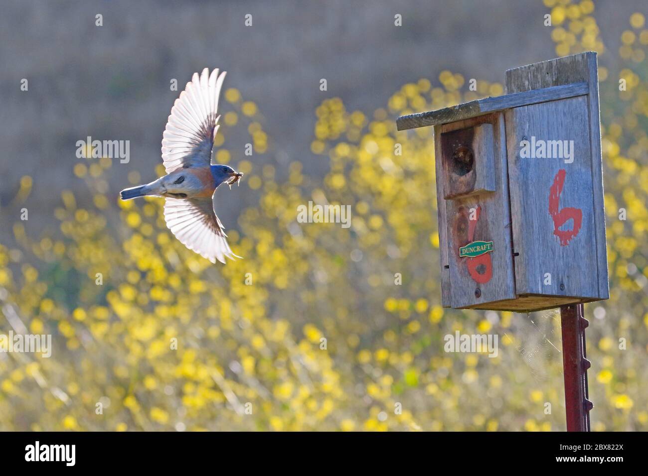 Bluebirds hi-res stock photography and images - Alamy