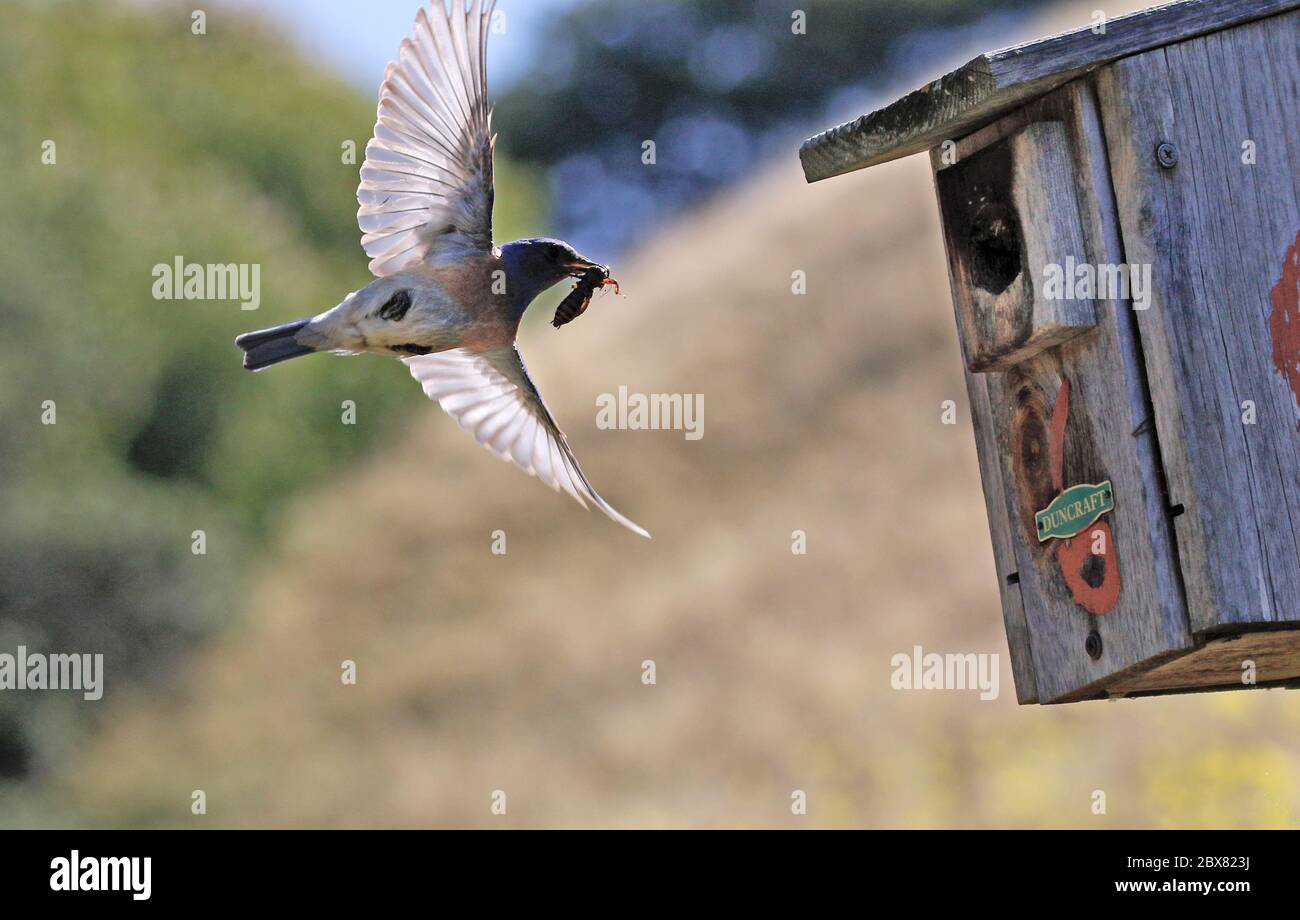 Baby bluebirds hi-res stock photography and images - Alamy