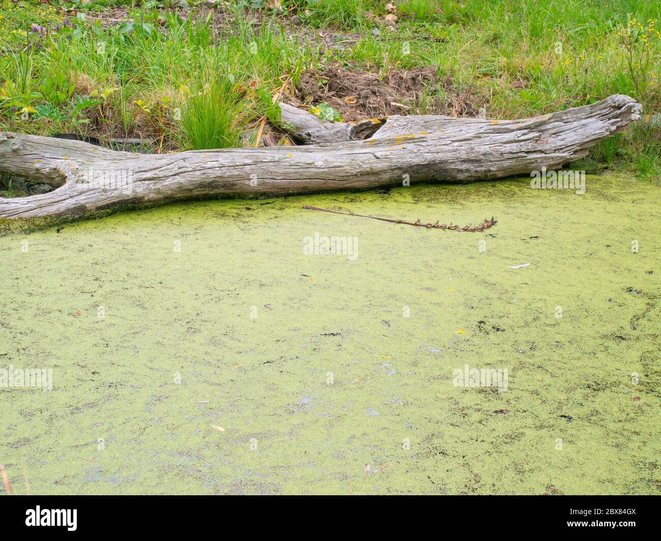 Stream Water Filled With Green Algae Stock Photo - Alamy