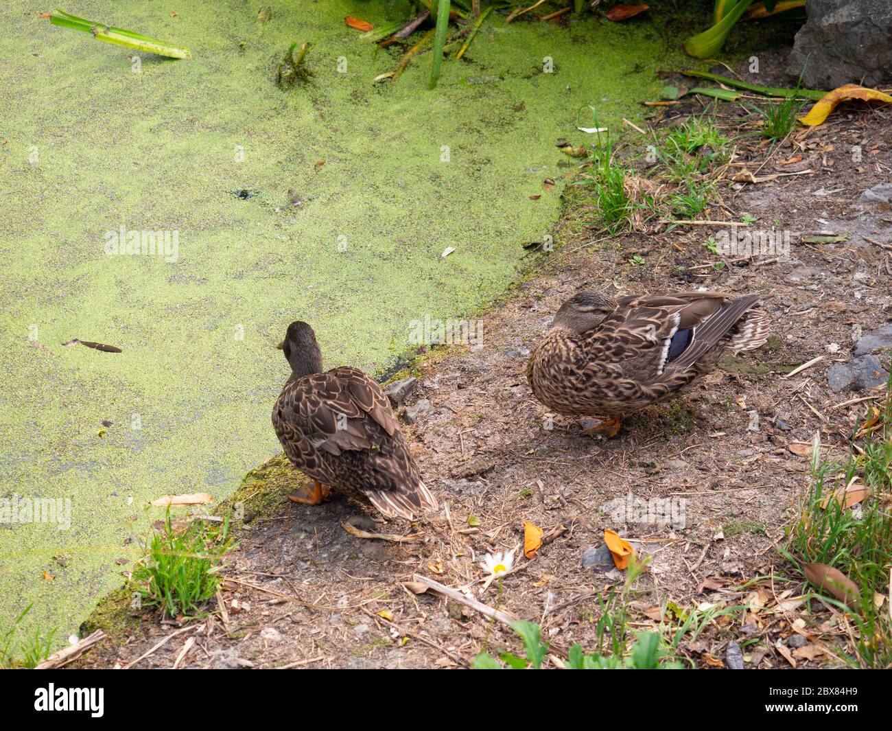 Two Ducks By An Algae Filled Stream Stock Photo - Alamy