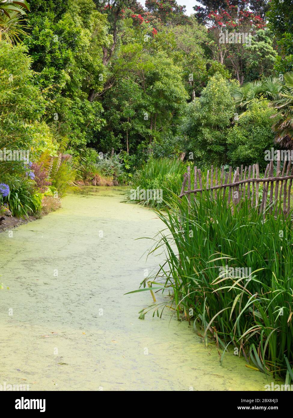 Landscape Of A Green Algae Filled Stream Stock Photo - Alamy