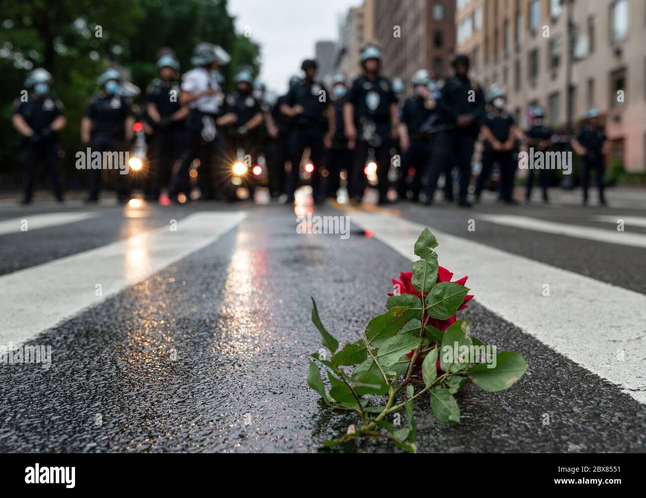 New York, NY - June 5, 2020: Protester left red rose on a ground in ...