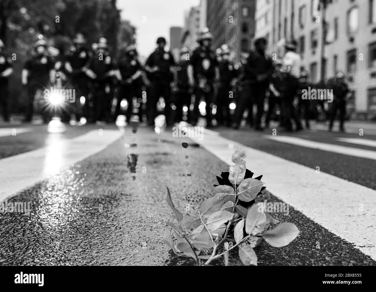 Rose on the ground hi-res stock photography and images - Alamy