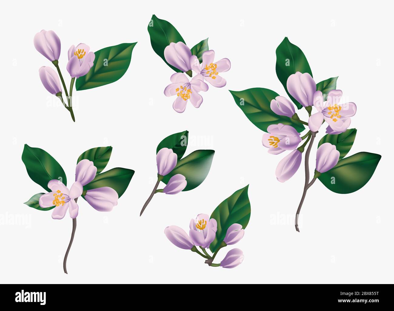 Watercolor violet flowers isolated on a white background. Realistic ...