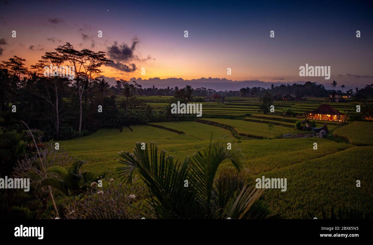Rice paddies seen from a restaurant terrace at night, with no people ...