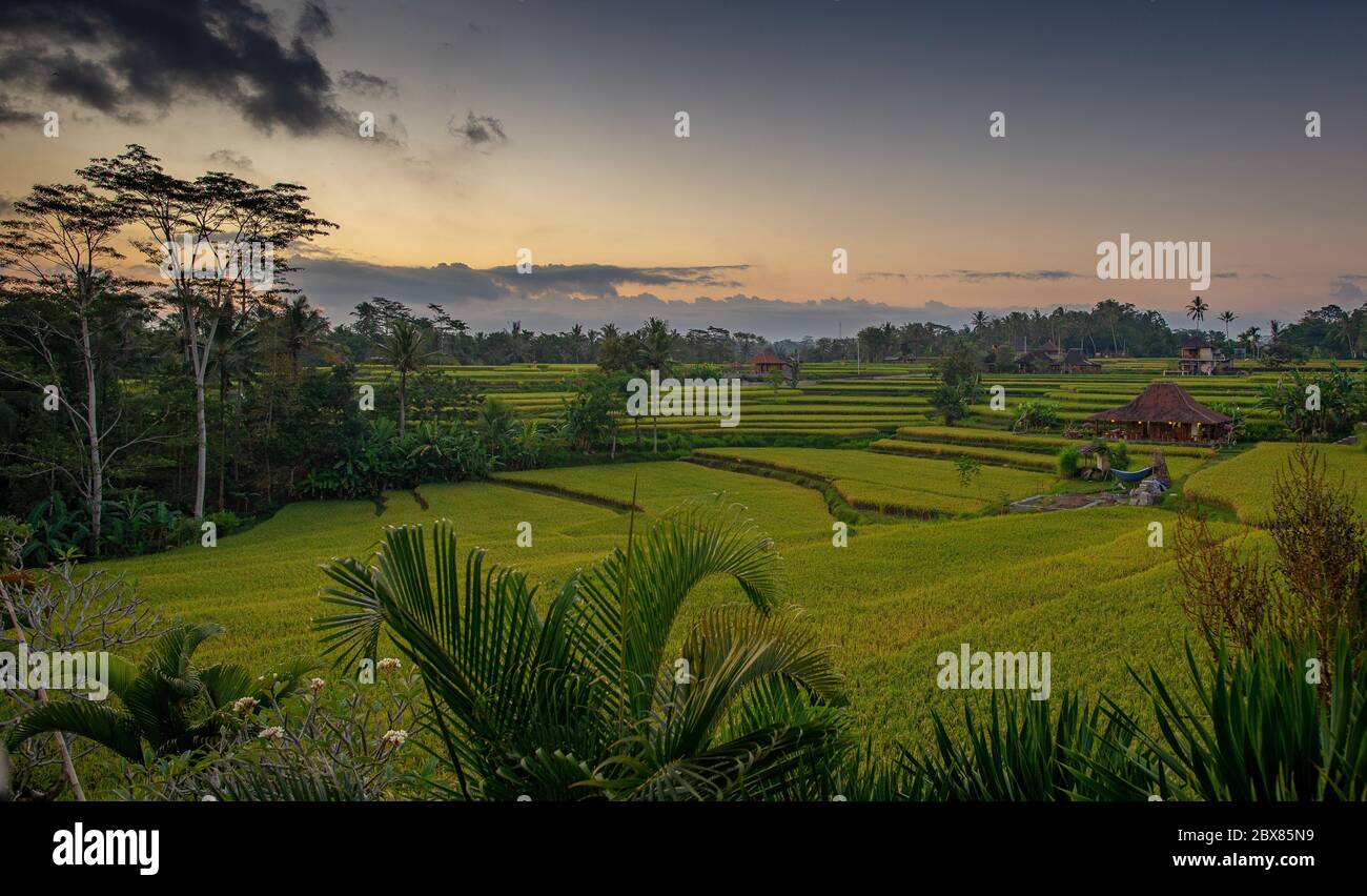 Rice paddies seen from a restaurant terrace at dusk, with no people and ...