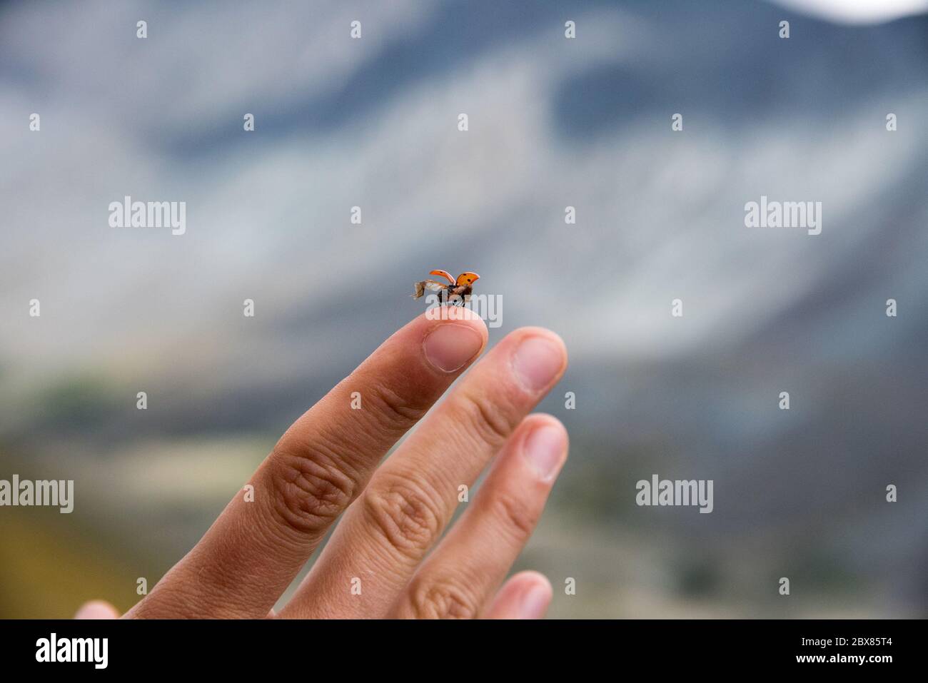 A small insect ladybug spread its wings for a flight on a person's ...