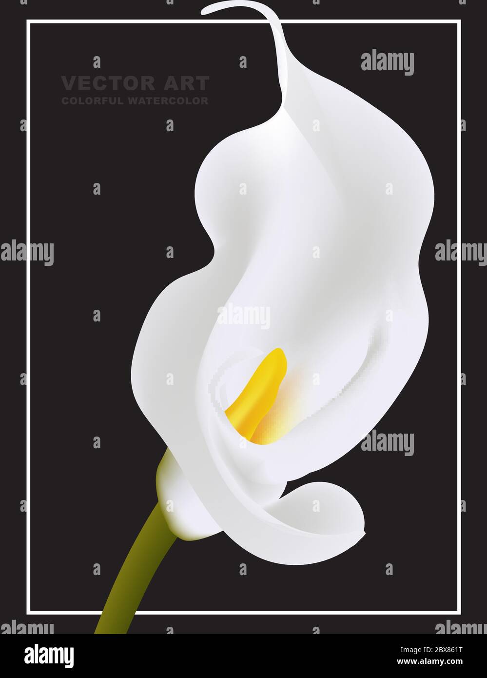 White Calla vector flower card template isolated on black background ...