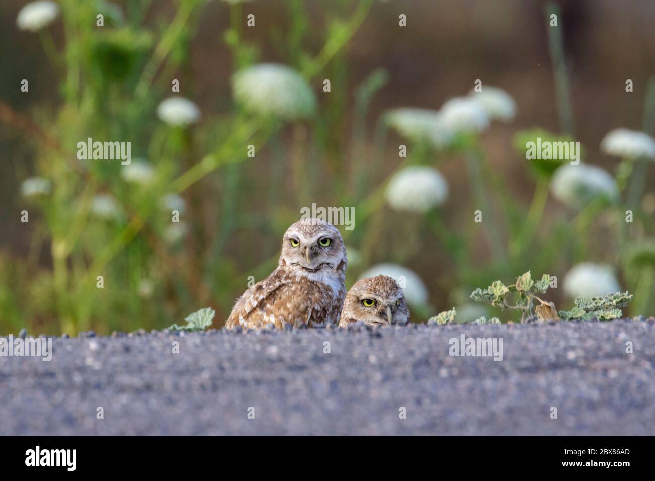 Female burrowing owl hi-res stock photography and images - Alamy