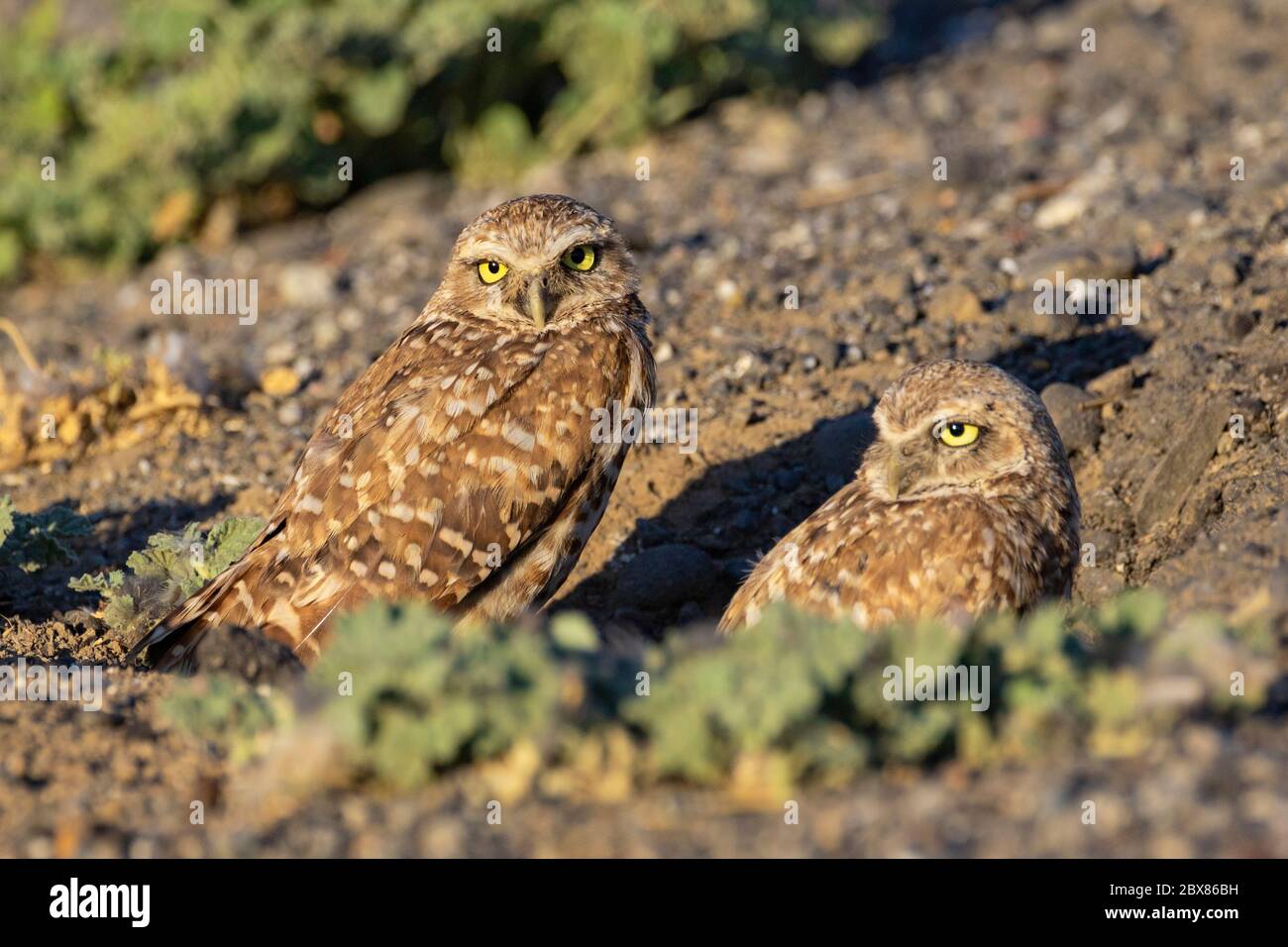 Female burrowing owl hi-res stock photography and images - Alamy
