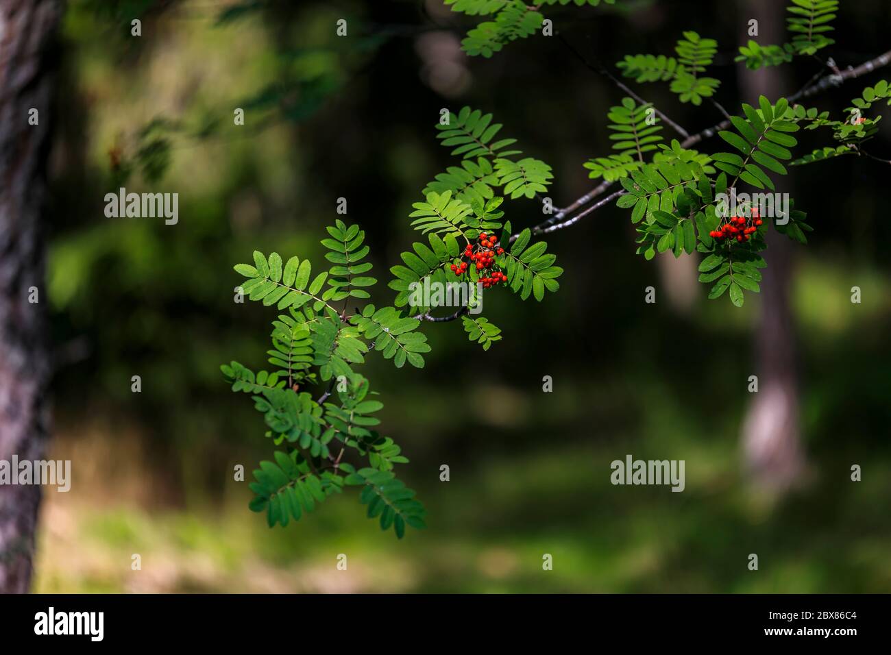 Branch with bright red rowanberries or ashberry on an ash tree with the ...