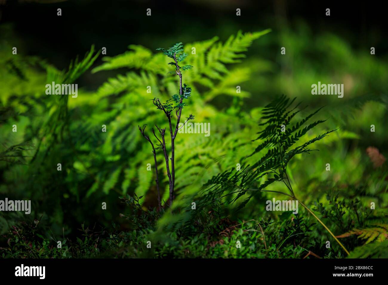 Small young sprig of fern growing in a wild forest with a blurry ...