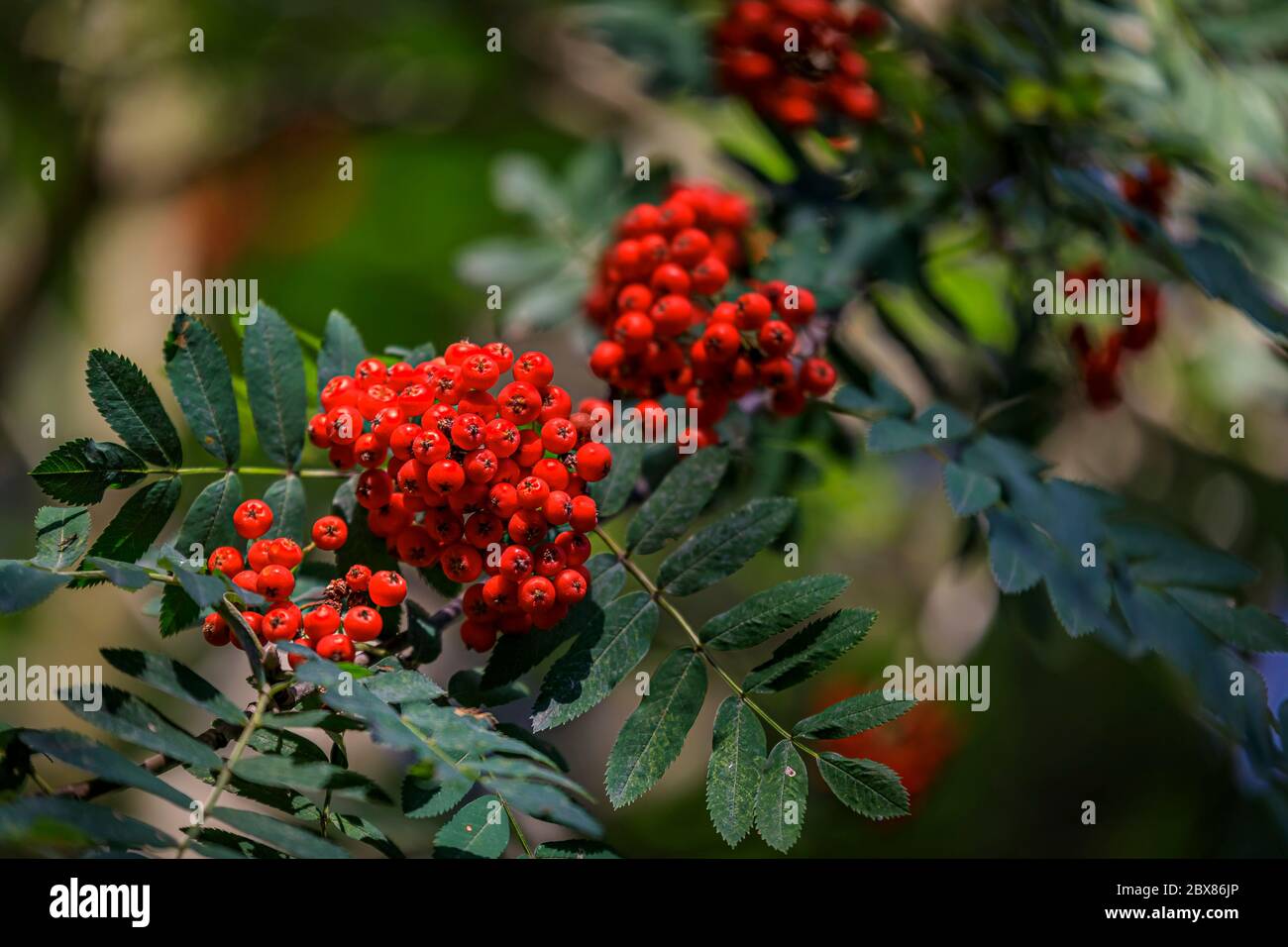 Ashberry tree hi-res stock photography and images - Alamy