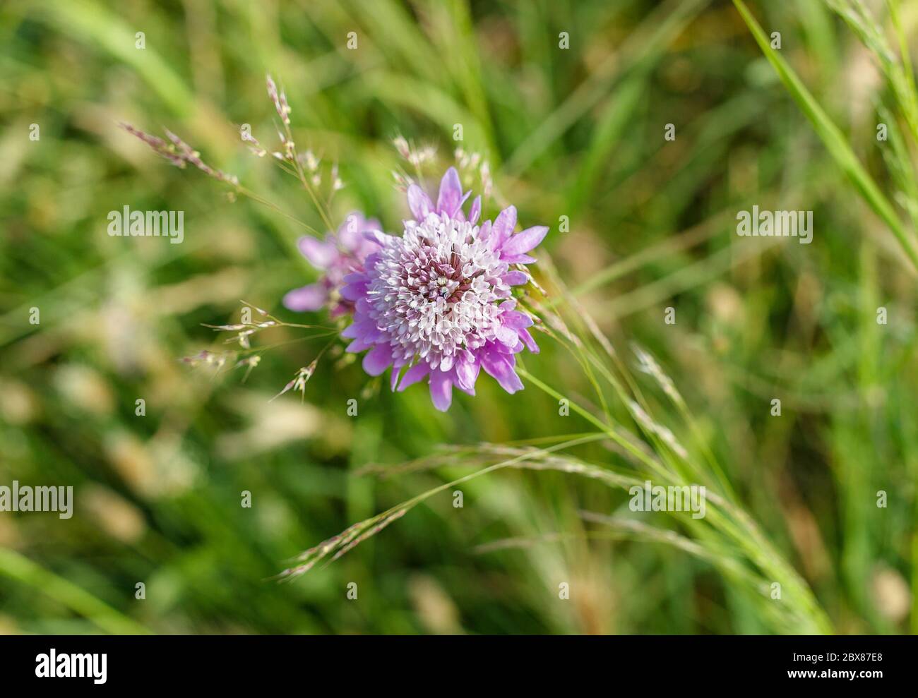 (Allium angulosum) Blooming mouse garlic, hemispherical umbels of small ...