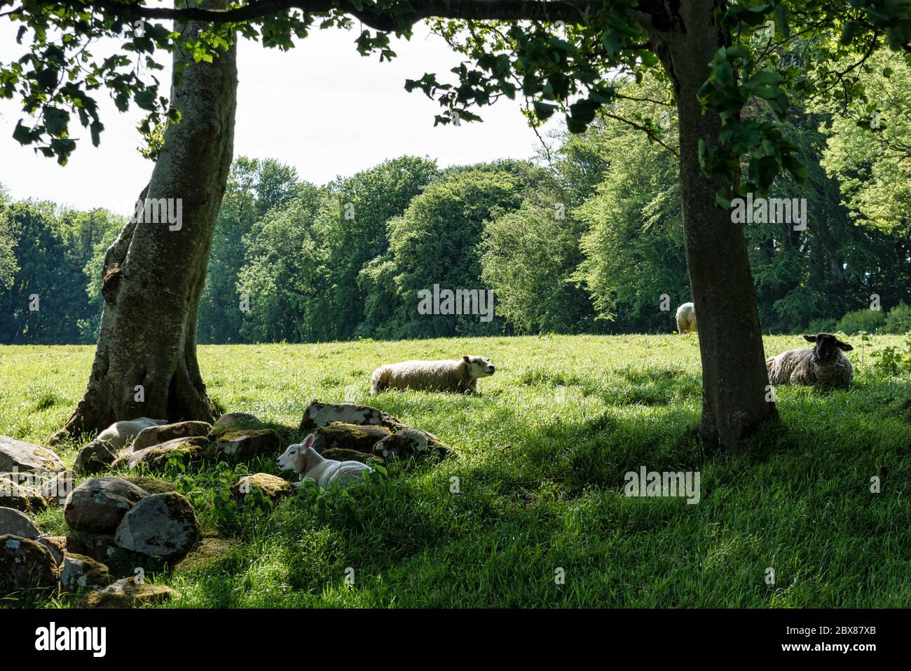 Sheep resting in the shade of trees in Ireland Stock Photo - Alamy