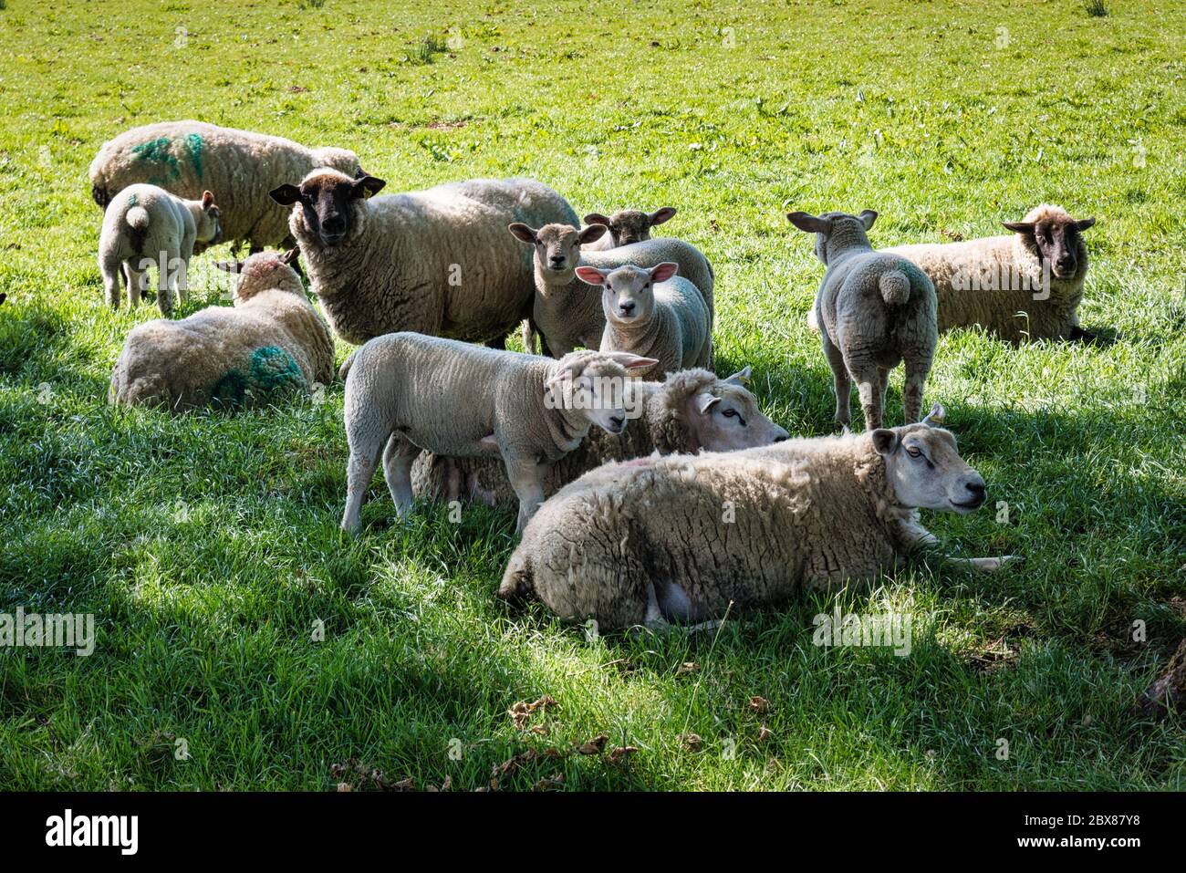 Sheep lamb in shade tree hi-res stock photography and images - Alamy