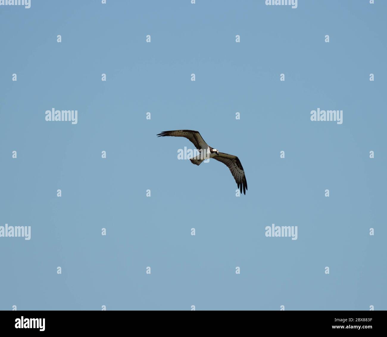 Beautiful bird in flight hi-res stock photography and images - Alamy