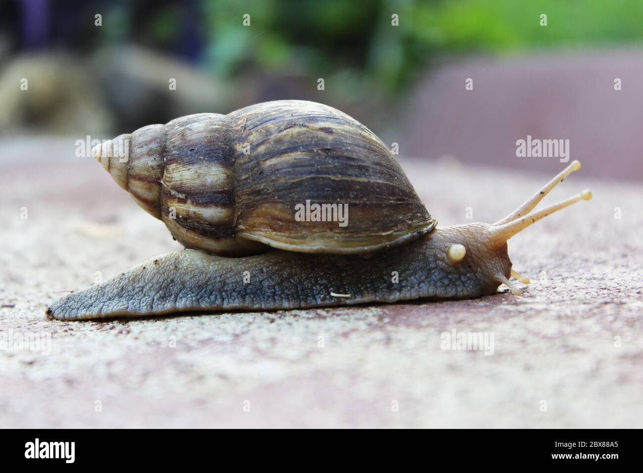 Side view photo hi-res stock photography and images - Alamy