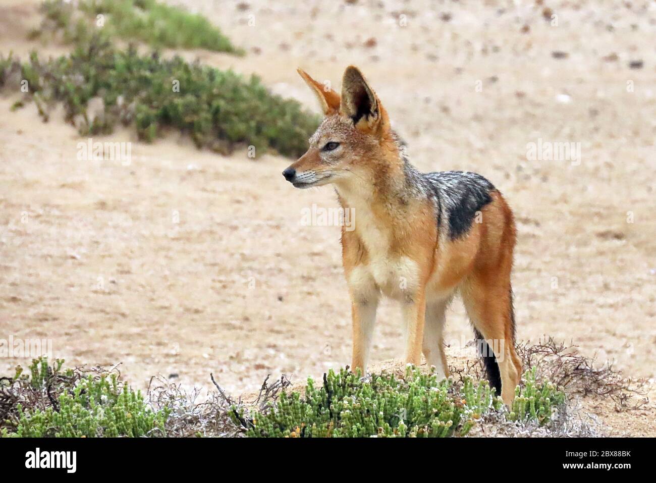A Black-backed Jackal (Canis mesomelas) standing in stand dunes at the ...