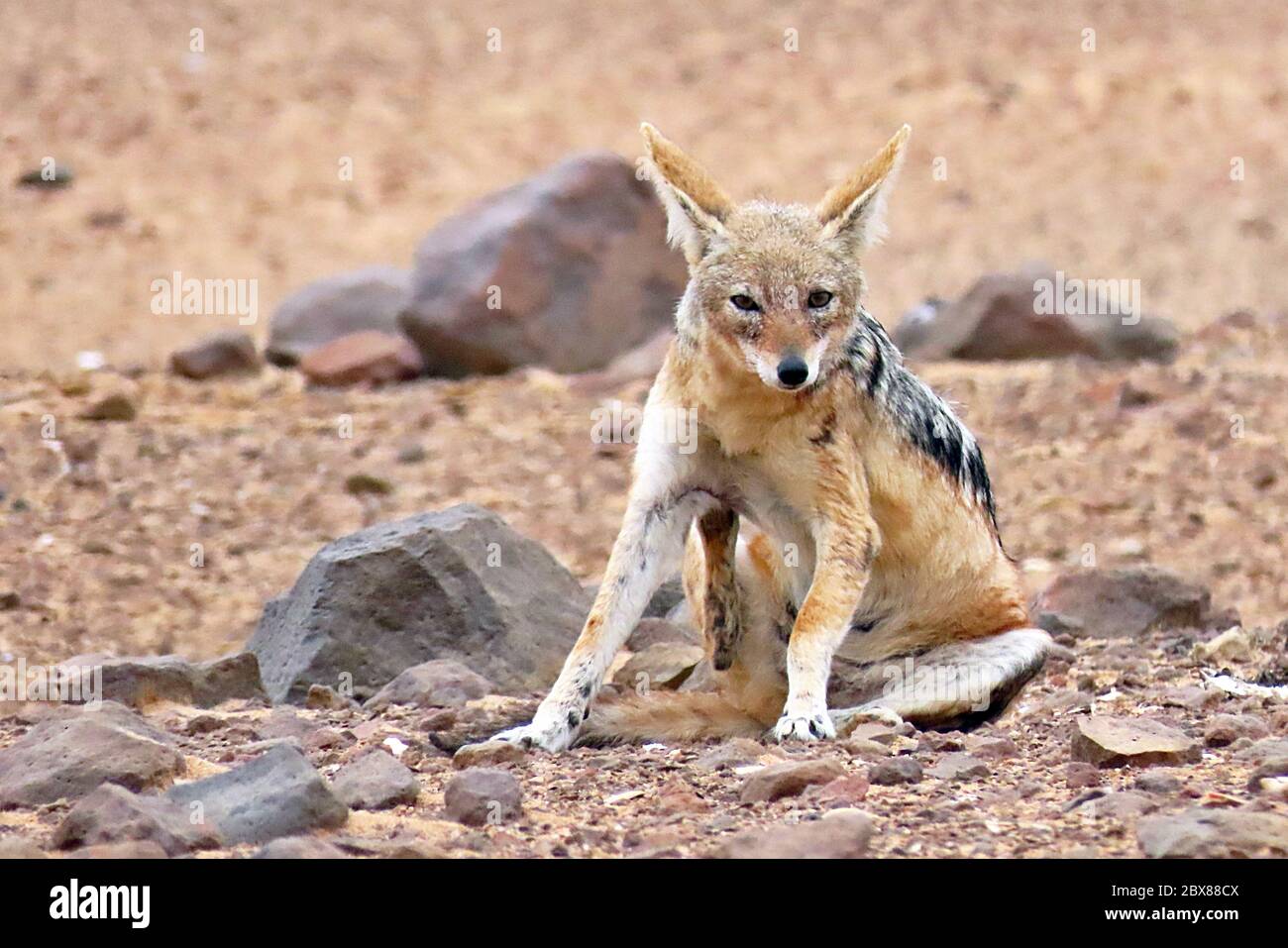 Skeleton Coast Nature Reserve High Resolution Stock Photography and ...