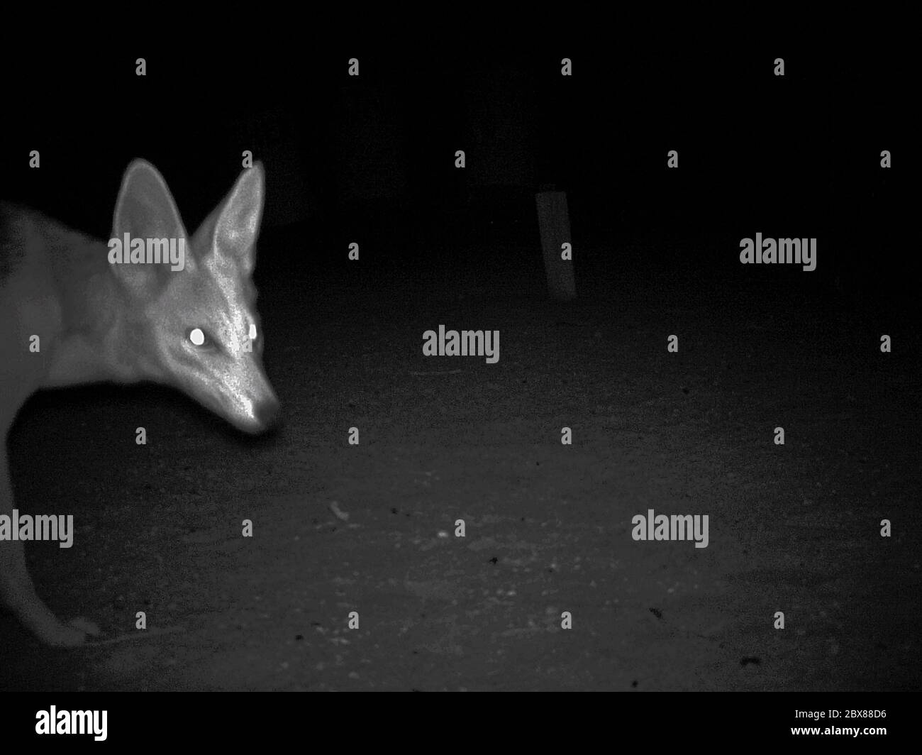 Infrared camera africa hi-res stock photography and images - Alamy