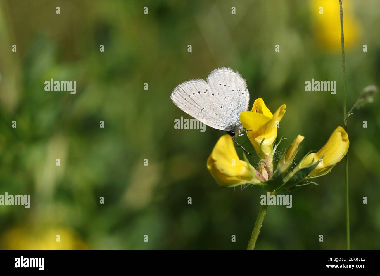 A tiny rare Small Blue Butterfly, Cupido minimus, nectaring from a ...