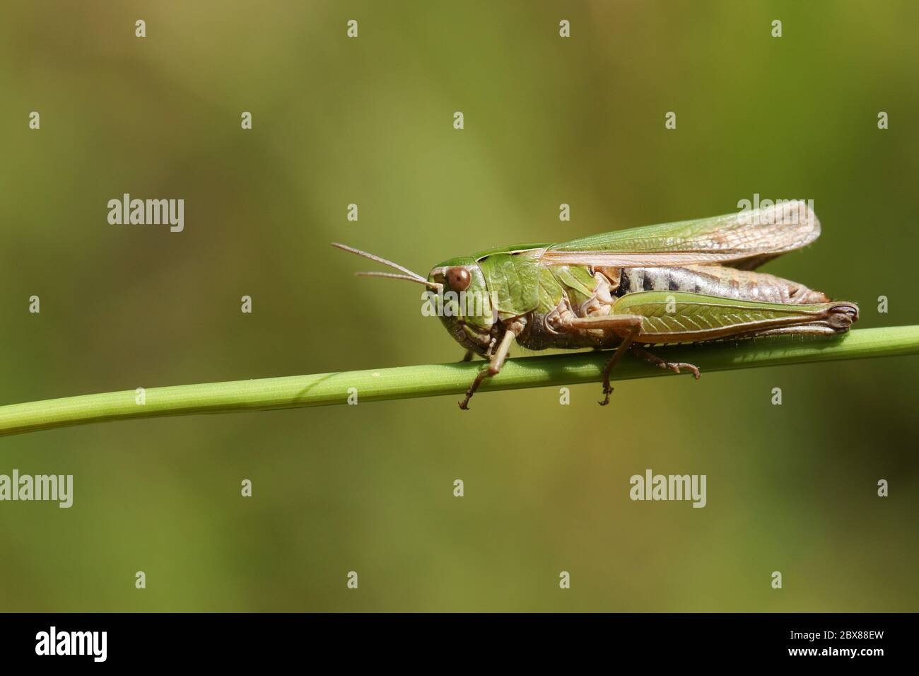 A pretty Common green Grasshopper, Omocestus viridulus, perching on ...