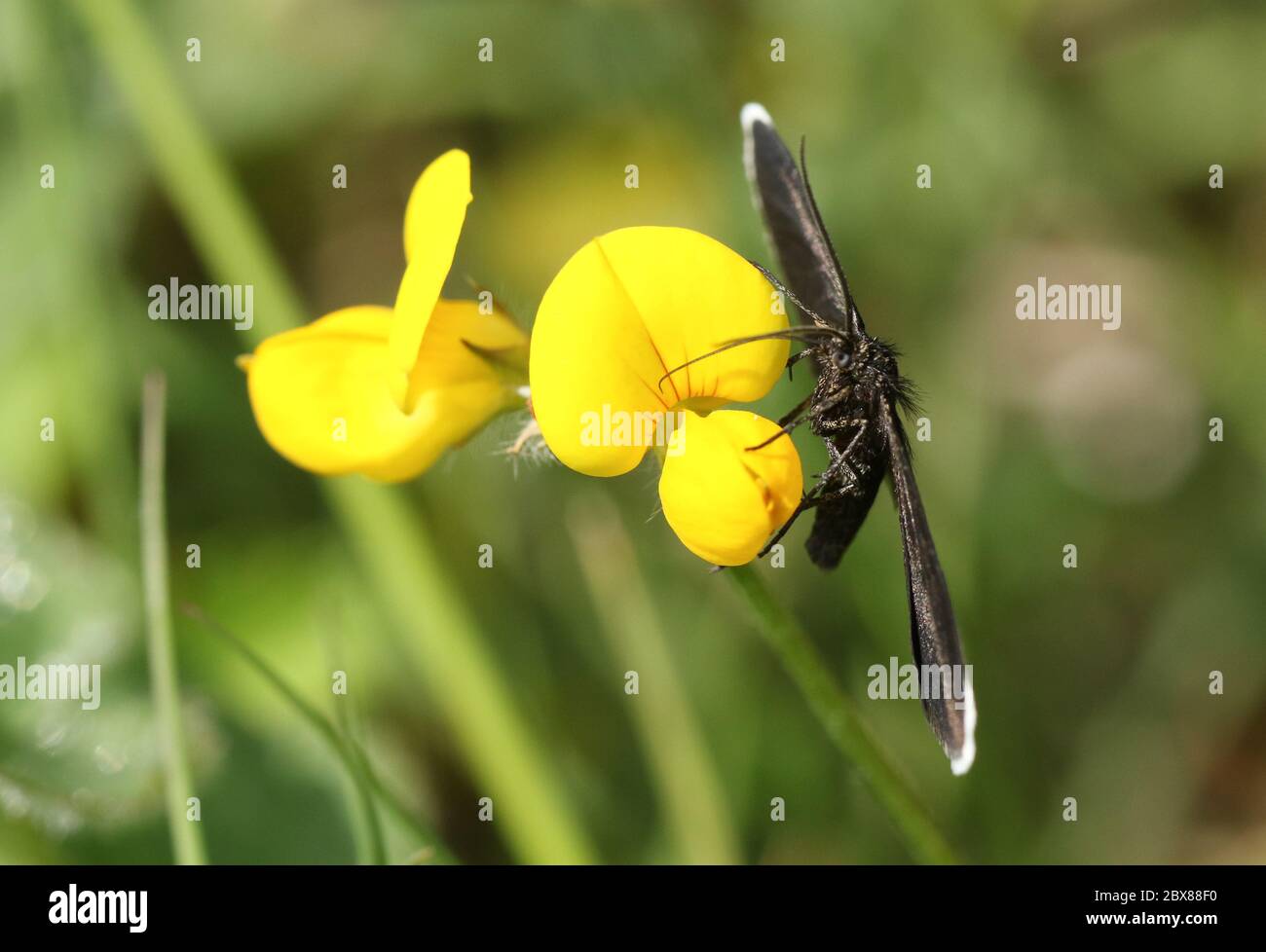 A pretty Chimney Sweeper Moth, Odezia atrata, nectaring on a Common ...