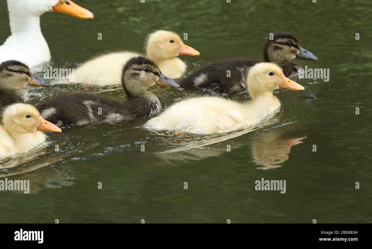 A family of cute wild ducklings of different colours swimming on a ...